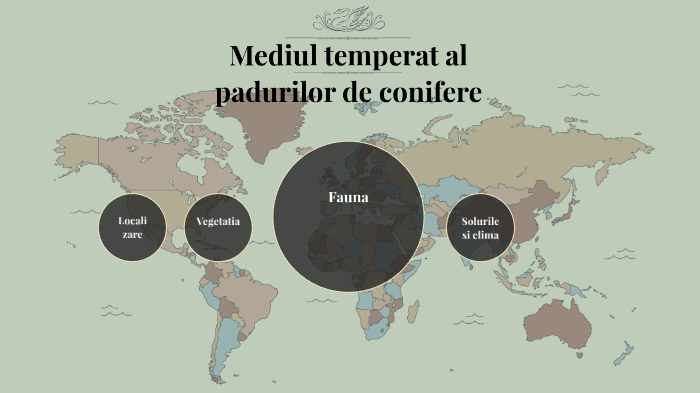 Mediul temperat rece al padurilor de conifere by Adrian Moroi on Prezi