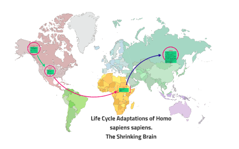Life Cycle Adaptations of Homo sapiens sapiens. by Kathleen Estes on Prezi