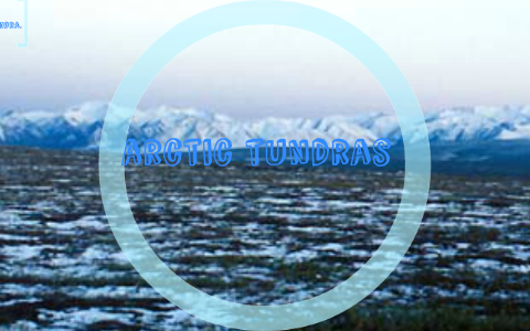 arctic tundra by domenick lewis on Prezi