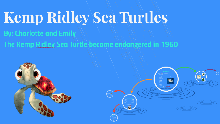 Kemp Ridley Sea Turtles by emily charlotte on Prezi