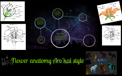 Flower anatomy Arokai style :D by erika wingate on Prezi