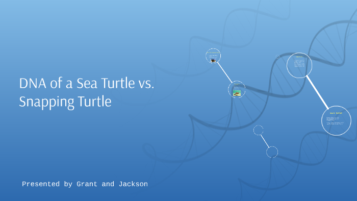 DNA of a Sea Turtle vs. Snapping Turtle by grant porter on Prezi