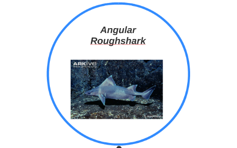 Angular Roughshark by Juasline Plasencia on Prezi