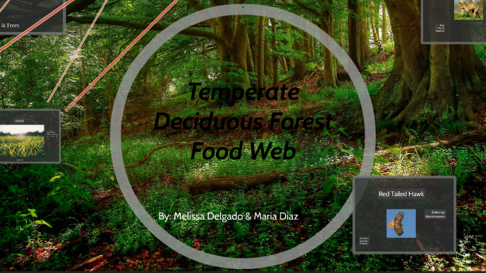 Temperate Deciduous Forest Food Web by melysa delgado on Prezi
