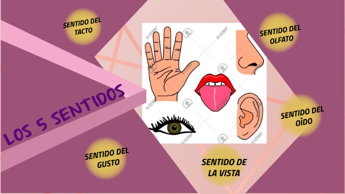 LOS 5 SENTIDOS by andrea lazo more on Prezi