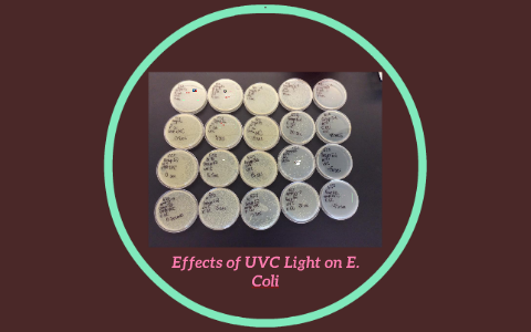 Effects of UV Light on E. Coli by Rachel Moyer on Prezi