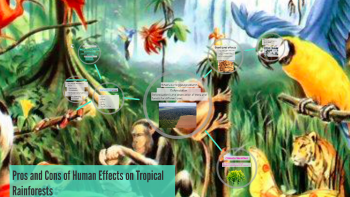 Human Effects on Tropical Rainforests by on Prezi