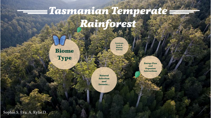 Tasmanian Temperate Rainforest by Sophie Sihoe on Prezi