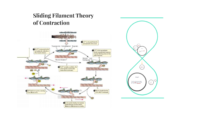 sliding filament theory of contraction by Brittney Ward on Prezi