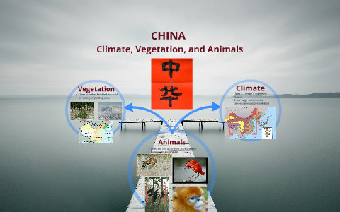 Chinese Vegetation, Climate, and Animal life by sebastian mastor on Prezi