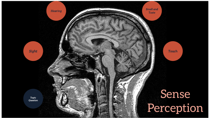 TOK Sense Perception Project by Norah Lavallee on Prezi