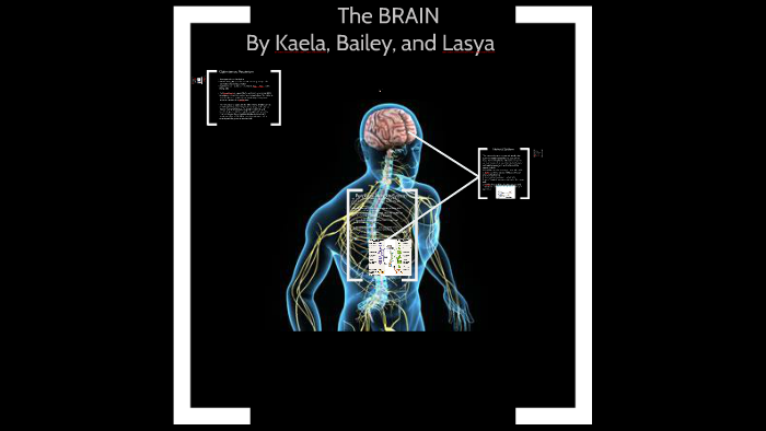The Brain by optimism vs pessimism Group on Prezi