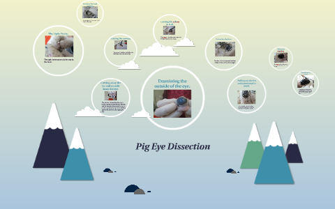 Pig Eye Dissection by Noah Dolloff on Prezi