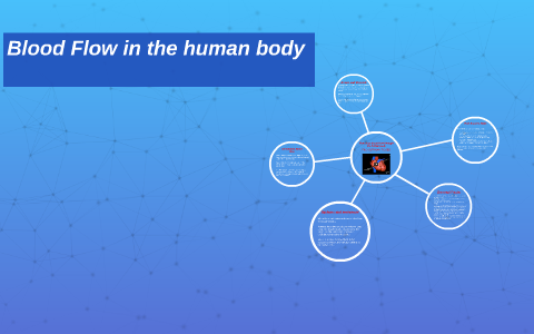 Blood Flow in the human body by spje spje on Prezi