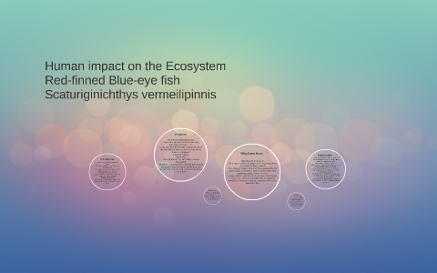 Red-finned Blue-eye fish by Georgia Groves on Prezi