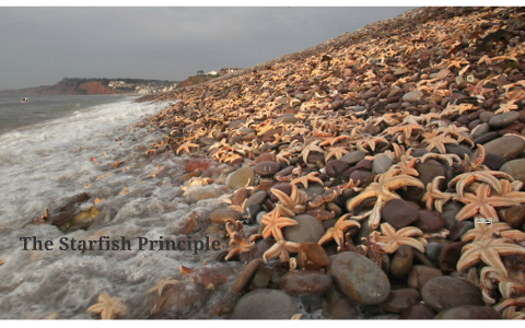 The Starfish Principle by Lauren Mickler on Prezi