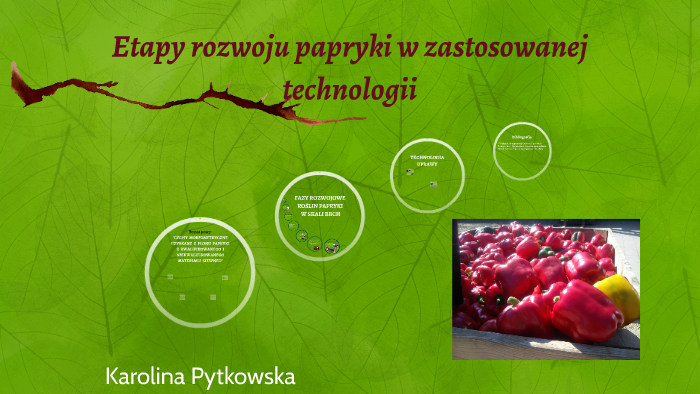 Etapy rozwoju papryki w zastosowanej technologi by Karolina Pytkowska ...