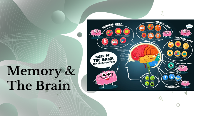 Memory and the brain by joyce dani on Prezi