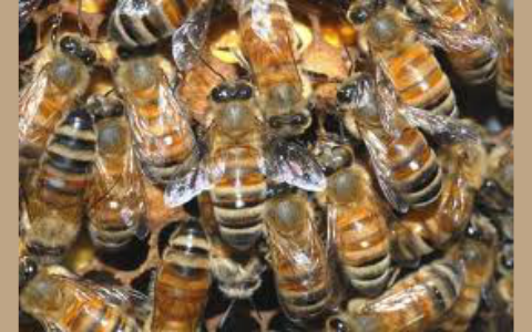 Killer Bees as Invasive Species by joan mella on Prezi