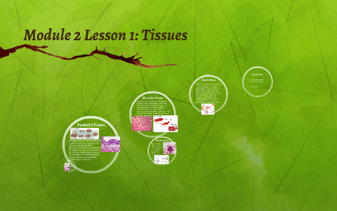 Module 2 Lesson 1: Tissues by