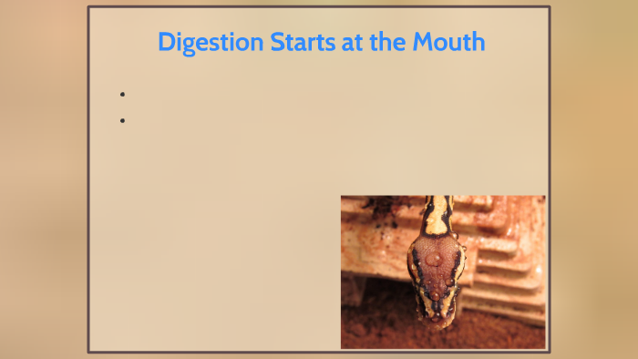 Snake Digestion by Kelsey Deaver on Prezi