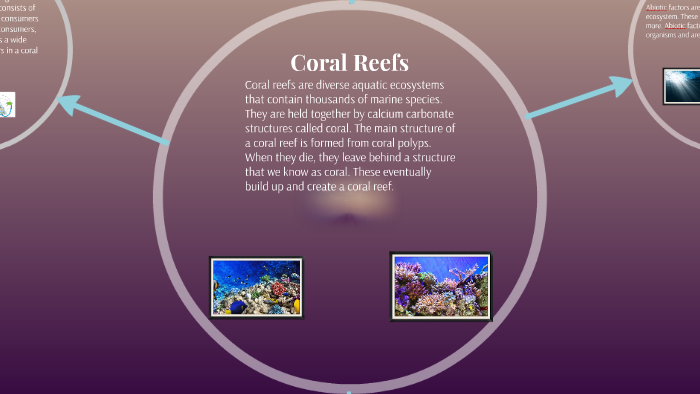 Coral Reefs by Kaitlyn Diffenderfer on Prezi