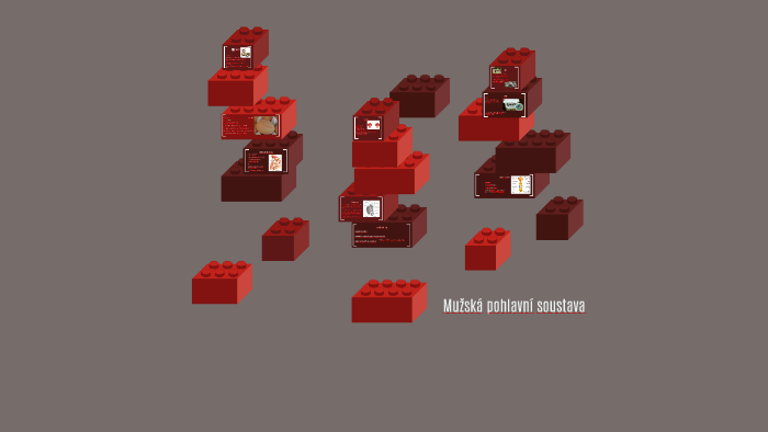 Mužská pohlavní soustava by David Rajca on Prezi