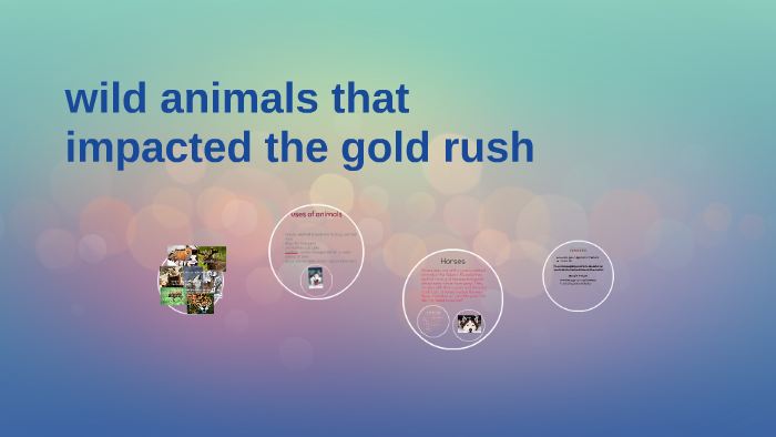 wild animals that impacted the gold rush by michelle driscoll on Prezi