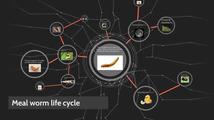 Mealworm lifecycle by Landon Grindstaff on Prezi