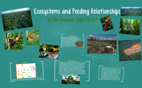 Ecosystems and Feeding Relationships in the Amazon Rain Fore by Nemo ...