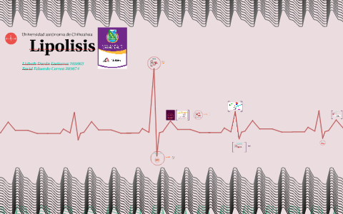 Lipolisis by Lizbeth Duran on Prezi