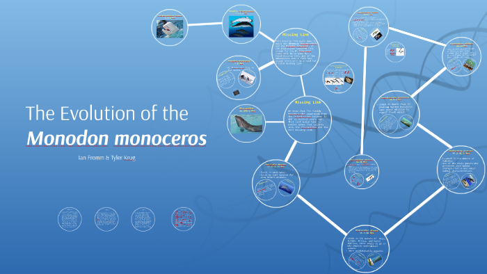 The Evolution of the Monodon monoceros by on Prezi
