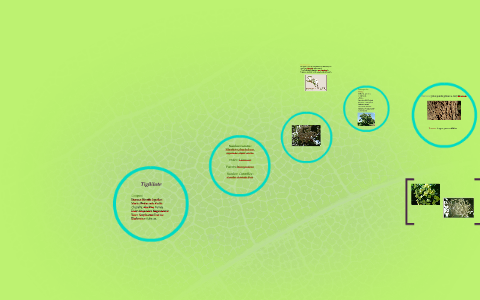 Tiguilote by bianca aguilar on Prezi