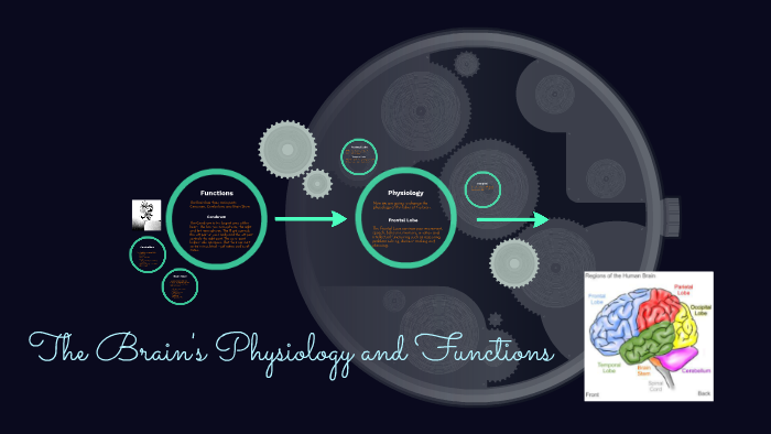 The Brain's Physiology and Functions by Shrey Bhatt on Prezi