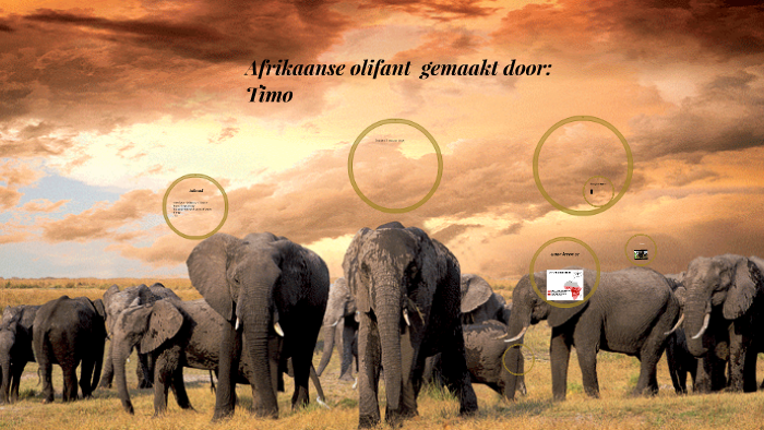 Strips gemaakt door: TIMO by Juf Ankie Verstappen on Prezi