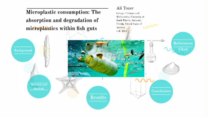 Microplastic consumption: The absorption and degradation of ...