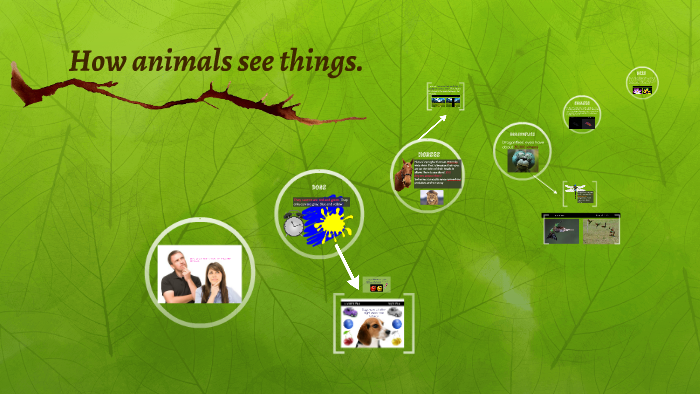 How animals see things. by Krl Fand on Prezi