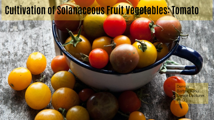 Cultivation of Solanaceous Fruit Vegetables: Tomato by Denisa ...