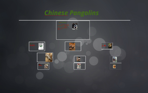 Chinese Pangolins by Brandon Ener on Prezi