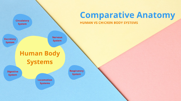 Comparative Anatomy by Grace Babl on Prezi