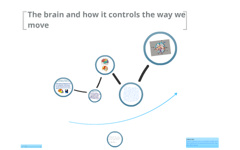 How does the human body control movement? by Neve Campbell on Prezi