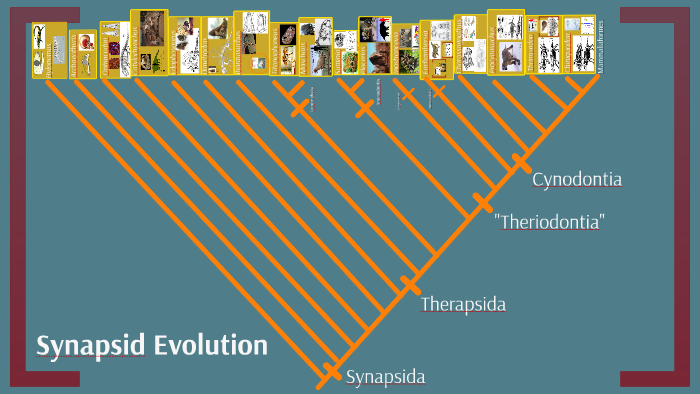 Synapsid Evolution by Philipp Knaus on Prezi