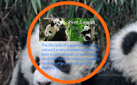 GIANT PANDAS AND THERE LIFE CYCLE by janah jenkins on Prezi
