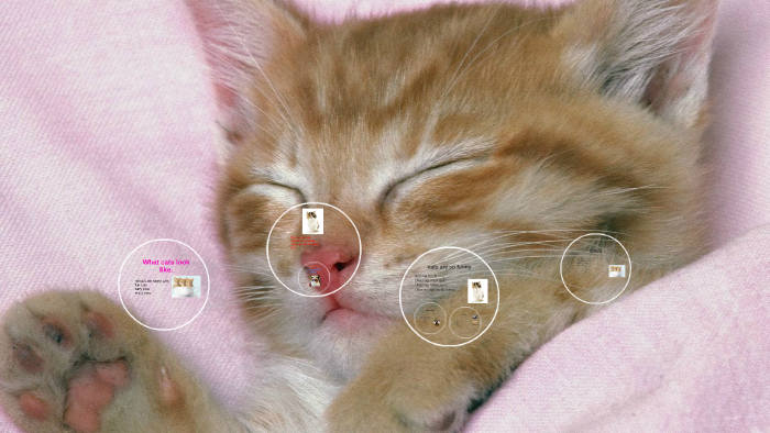 What cats look like. by Katelyn Slattery on Prezi