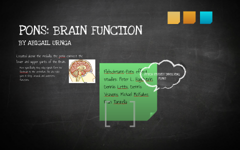 PONS: BRAIN FUNCTION by abigail smith on Prezi