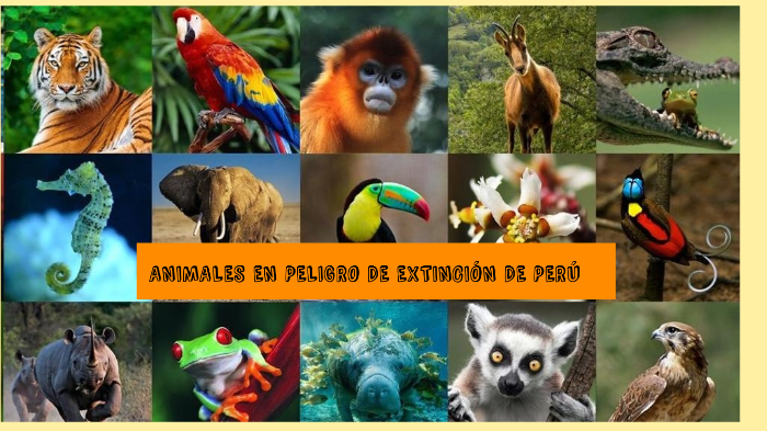 Animales en peligro de extinción de Perú a by bruce monje arlacon on Prezi