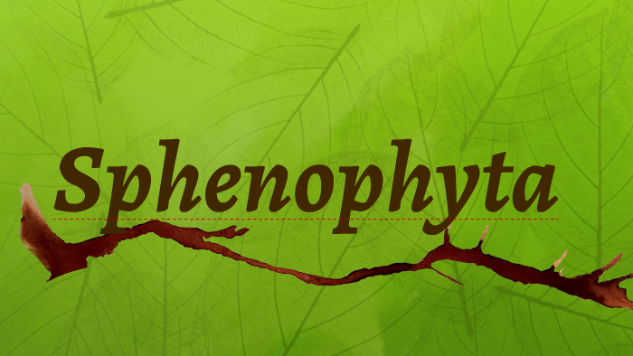 Sphenophyta by kevin leopoldo robert baltazar on Prezi