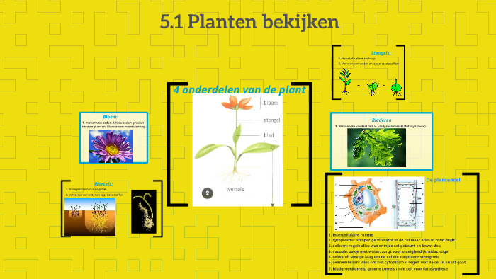 5.1 Planten bekijken by Wouter Koning