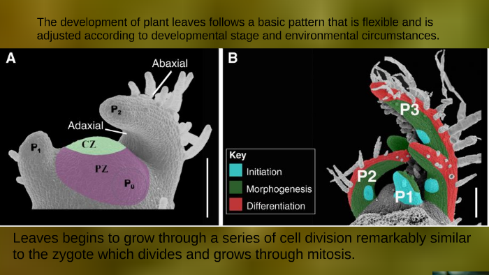Leaf Dev by A Alonzo on Prezi