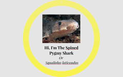 The Spined Pygmy Shark by Darwin Avalon on Prezi
